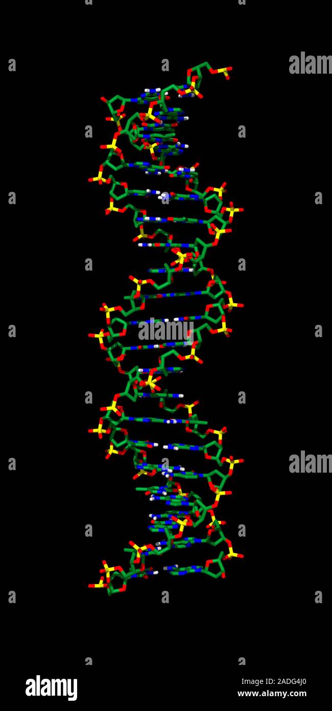 Dna Molecule Computer Graphic Representing A Segment Of The Molecule