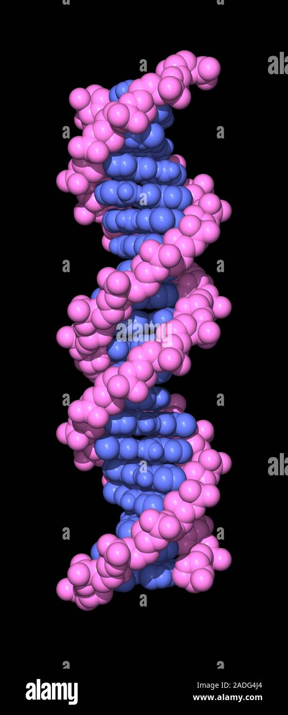 Dna Molecule Computer Graphic Representing A Segment Of The Molecule