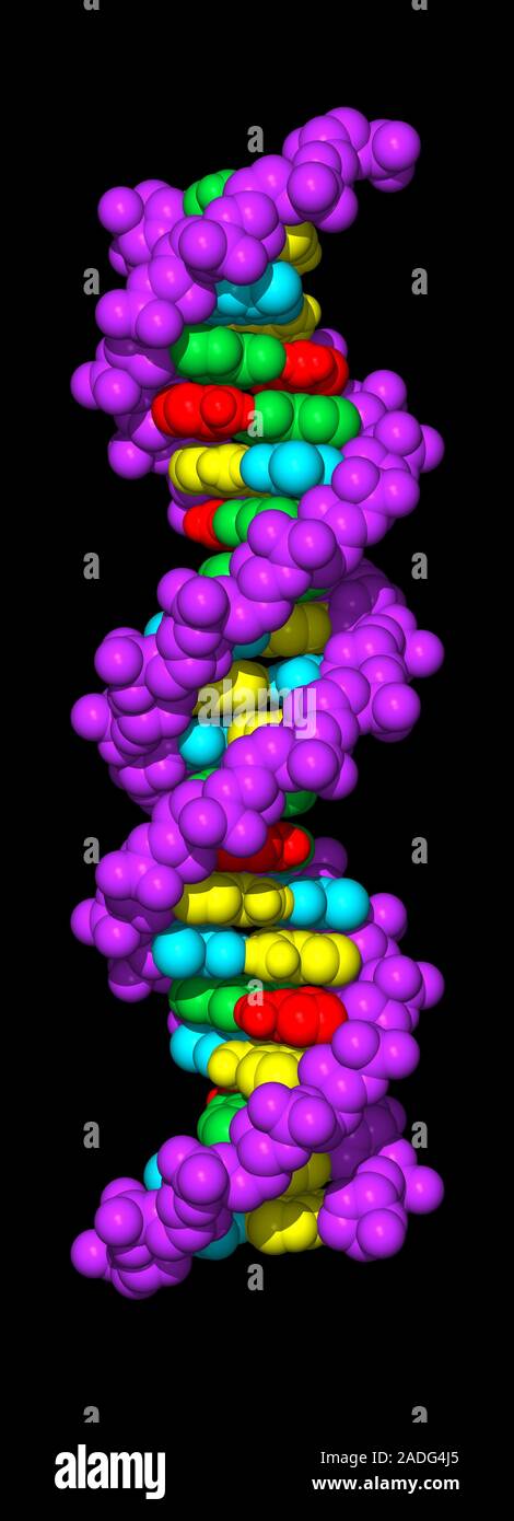 Dna Molecule Computer Graphic Representing A Segment Of The Molecule