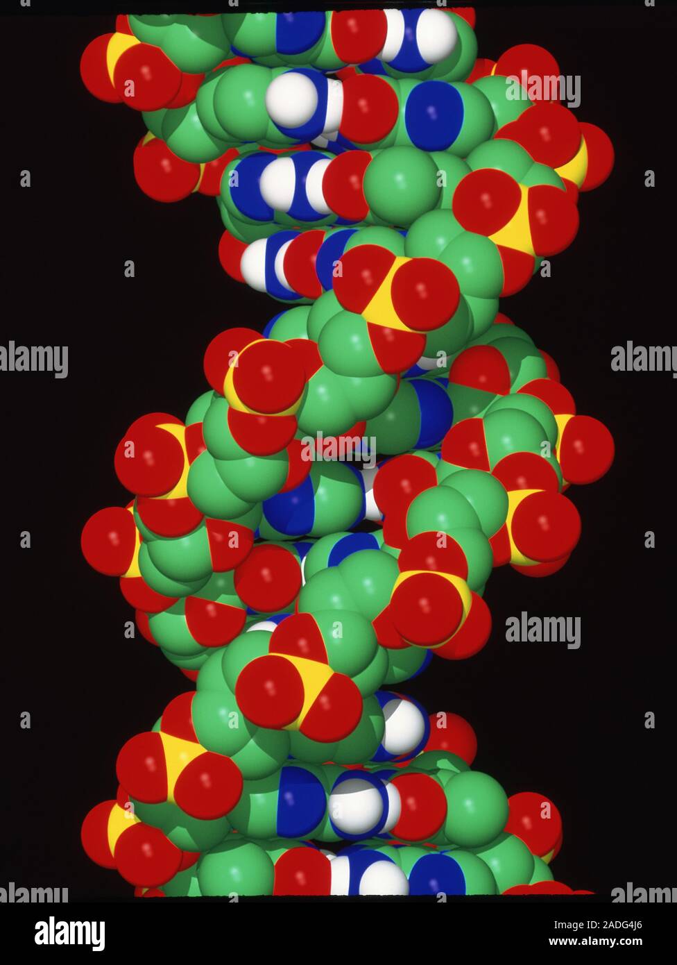 Dna Molecule Computer Graphic Representing A Segment Of The Molecule