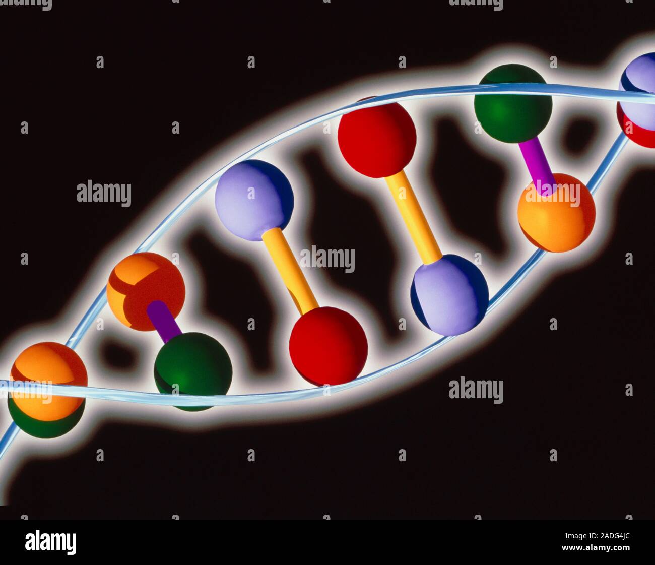 Dna With Base Pairs Computer Representation Of A Segment Of The Molecule Deoxyribonucleic Acid