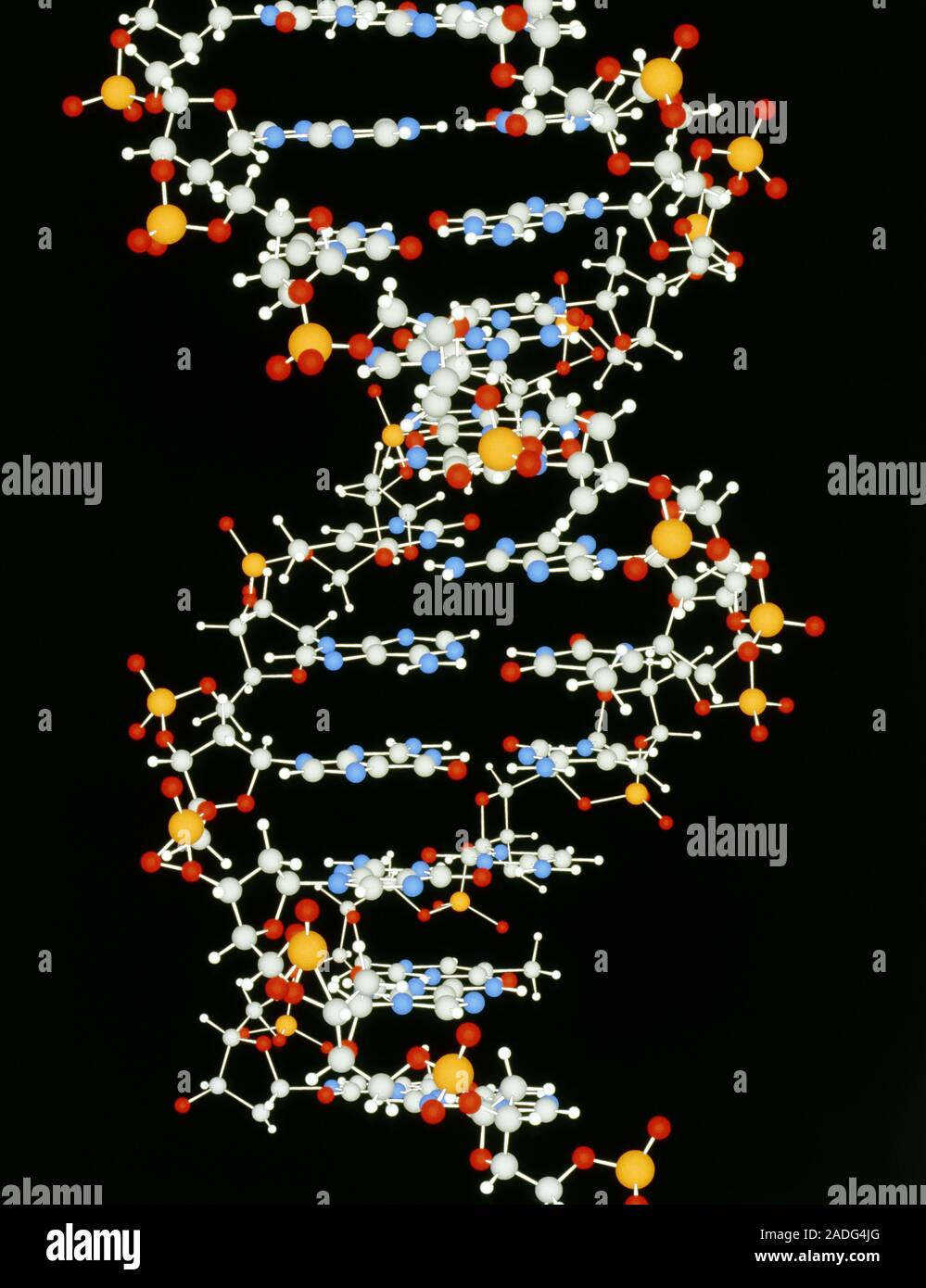 DNA molecule. Computer graphic ball & stick model representing a ...