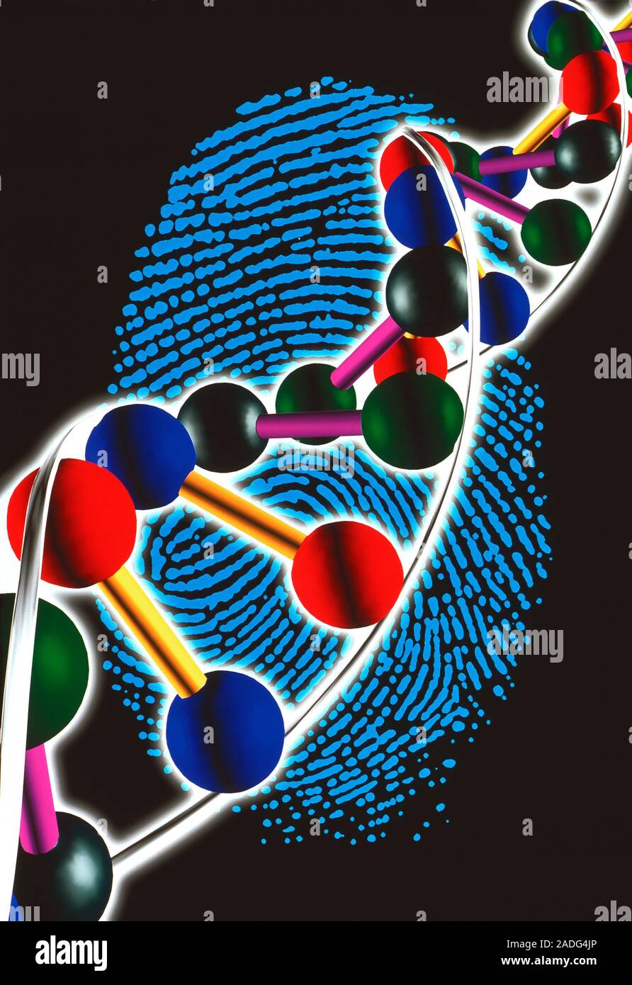 Dna Fingerprint Computer Artwork Of The Molecule Deoxyribonucleic Acid