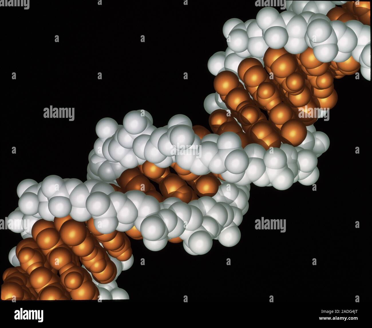 Dna Molecule Computer Graphic Representing A Segment Of The Molecule