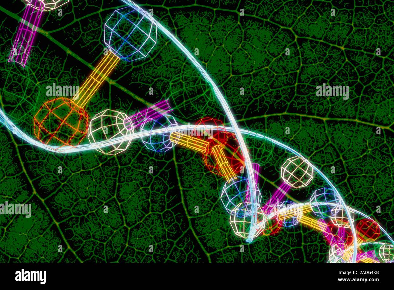 Plant DNA. Computer artwork of the molecule Deoxy- ribonucleic Acid ...