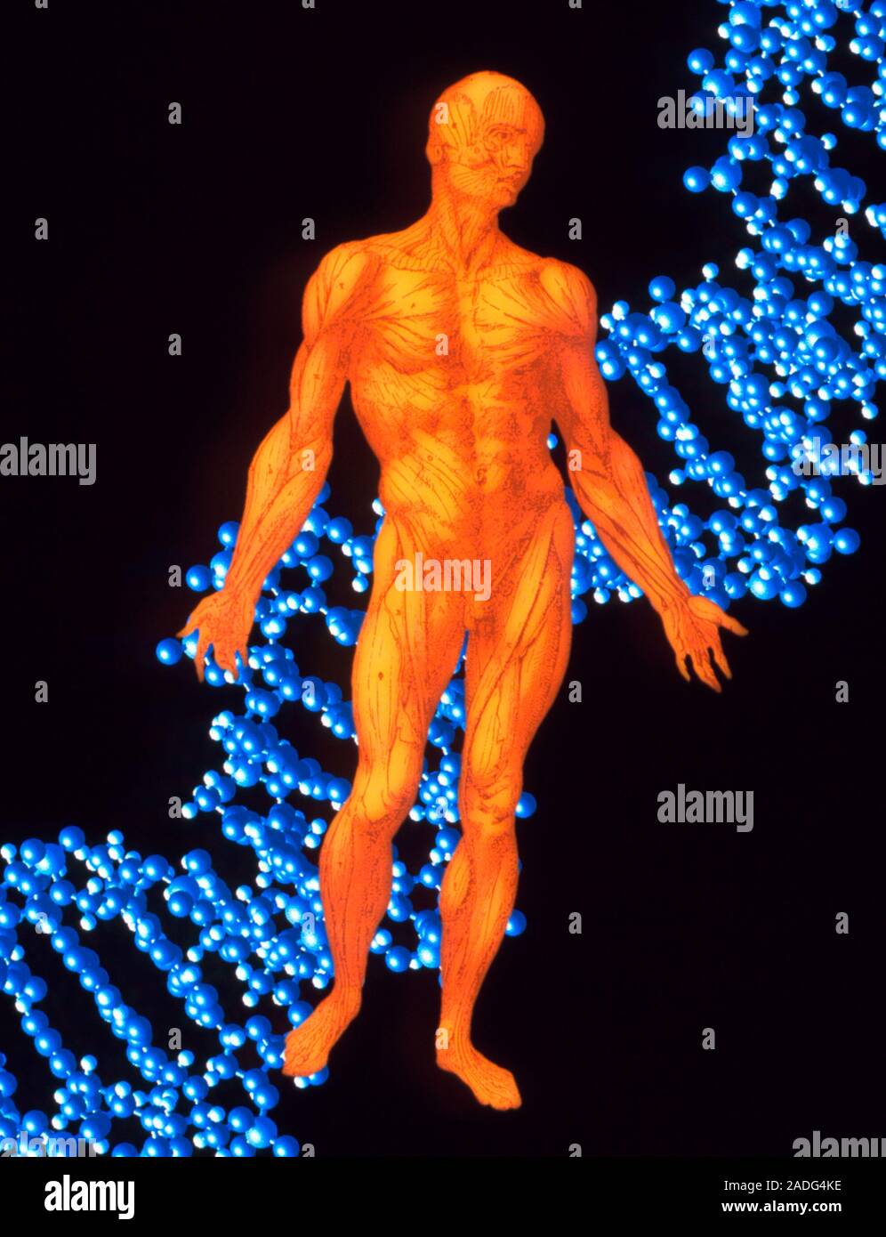 Human DNA. Computer artwork of an anatomical human figure superimposed ...