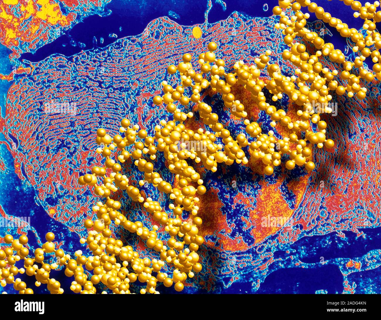 Human DNA. Computer artwork of a molecule of Deoxyribonucleic Acid (DNA ...