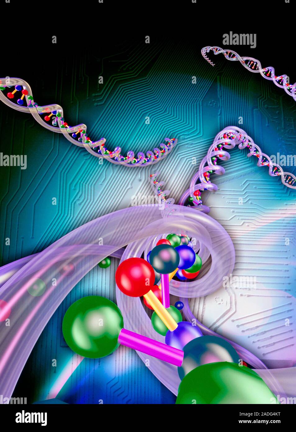 DNA molecule. Computer graphic of a segment of the molecule ...