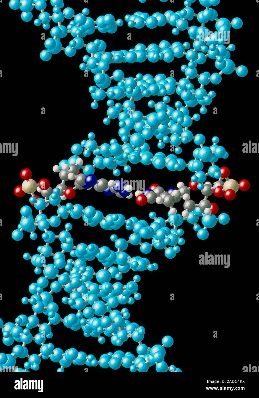 DNA bonding. Molecular model of a molecule of DNA with an A-T base pair ...