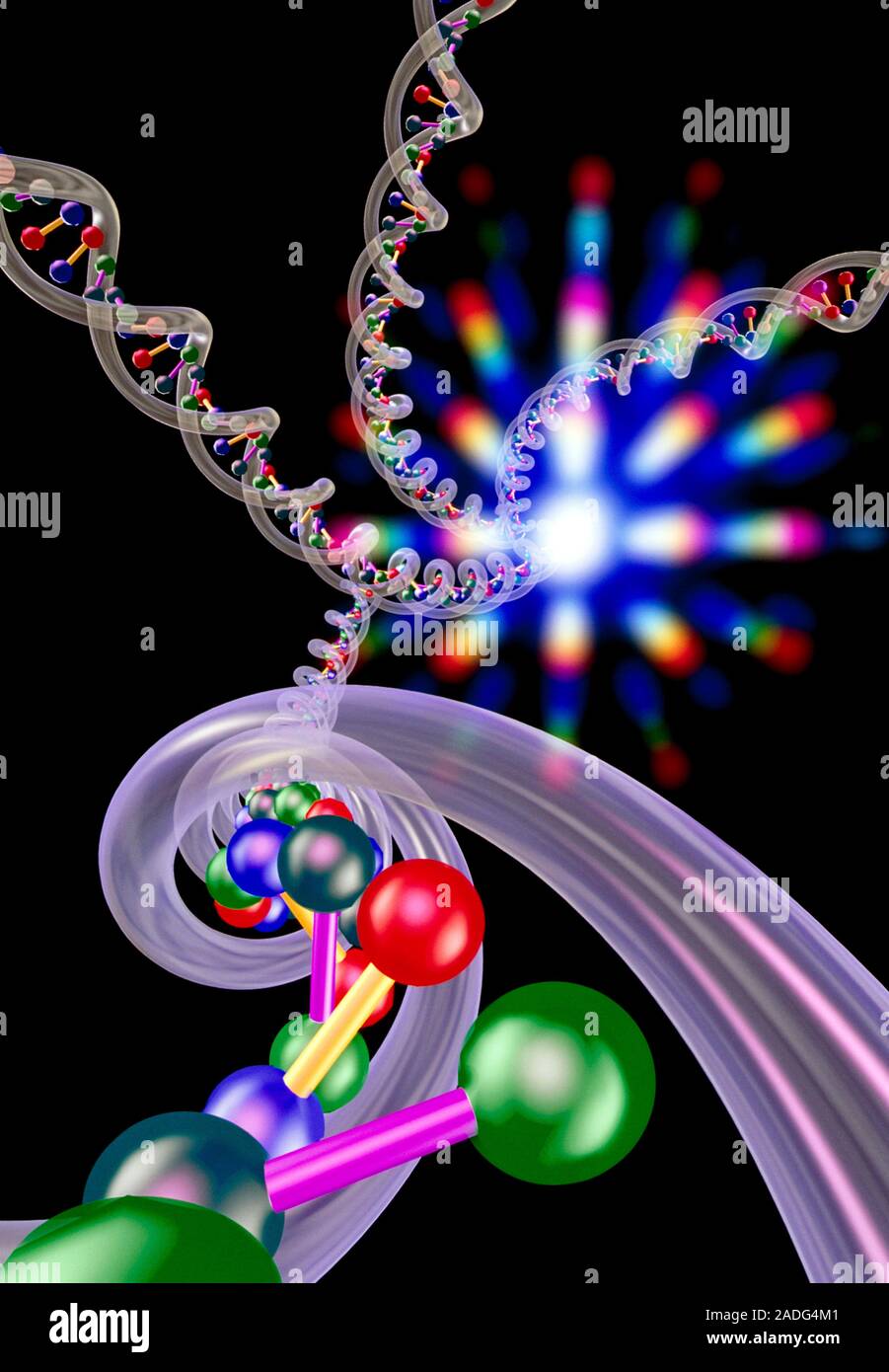 DNA molecules. Computer graphic representing segments of the molecule ...