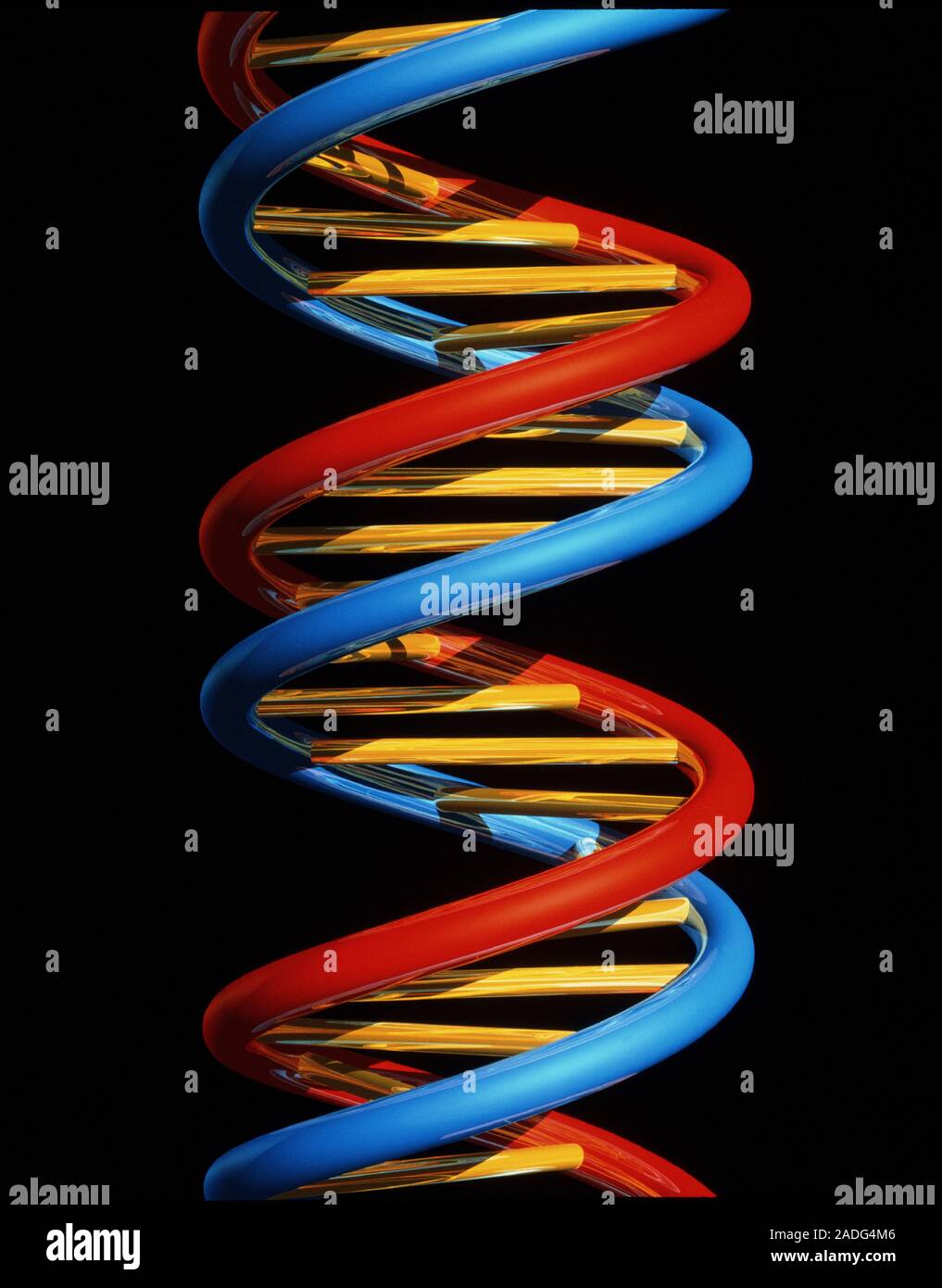 DNA molecule. Computer artwork of part of a strand of beta DNA ...