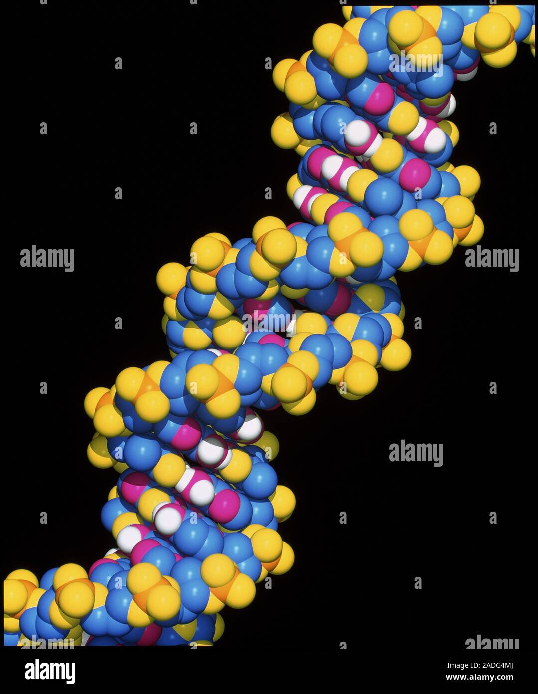 DNA molecule. Computer artwork of a strand of beta DNA ...