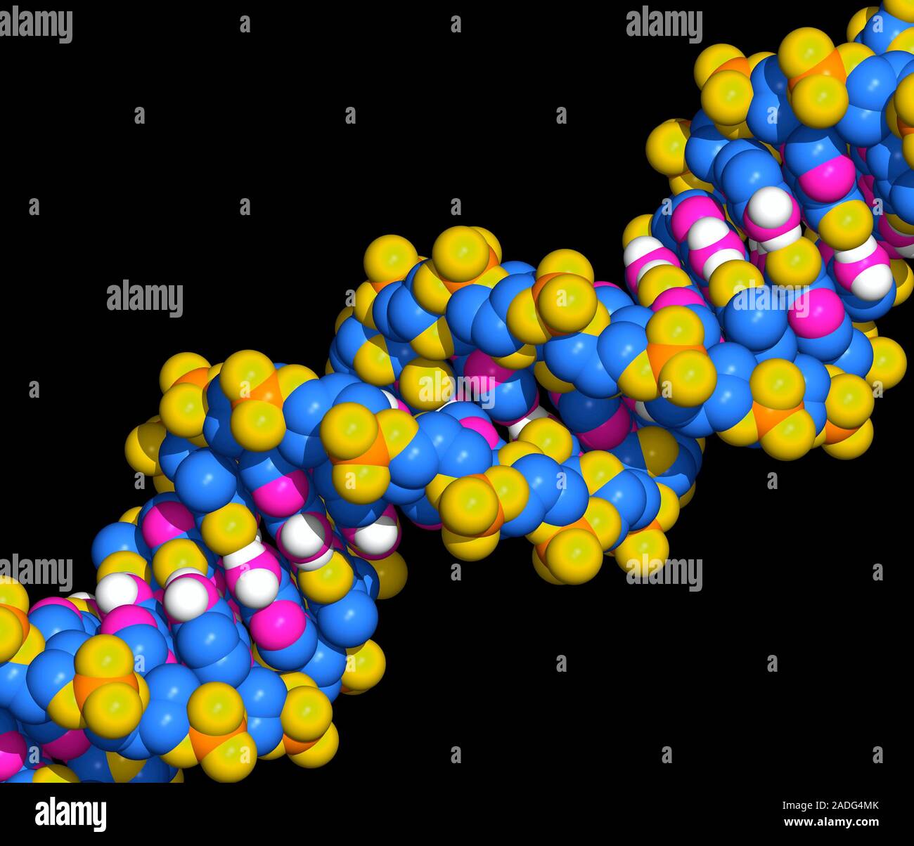 DNA molecule. Computer artwork of a strand of beta DNA ...