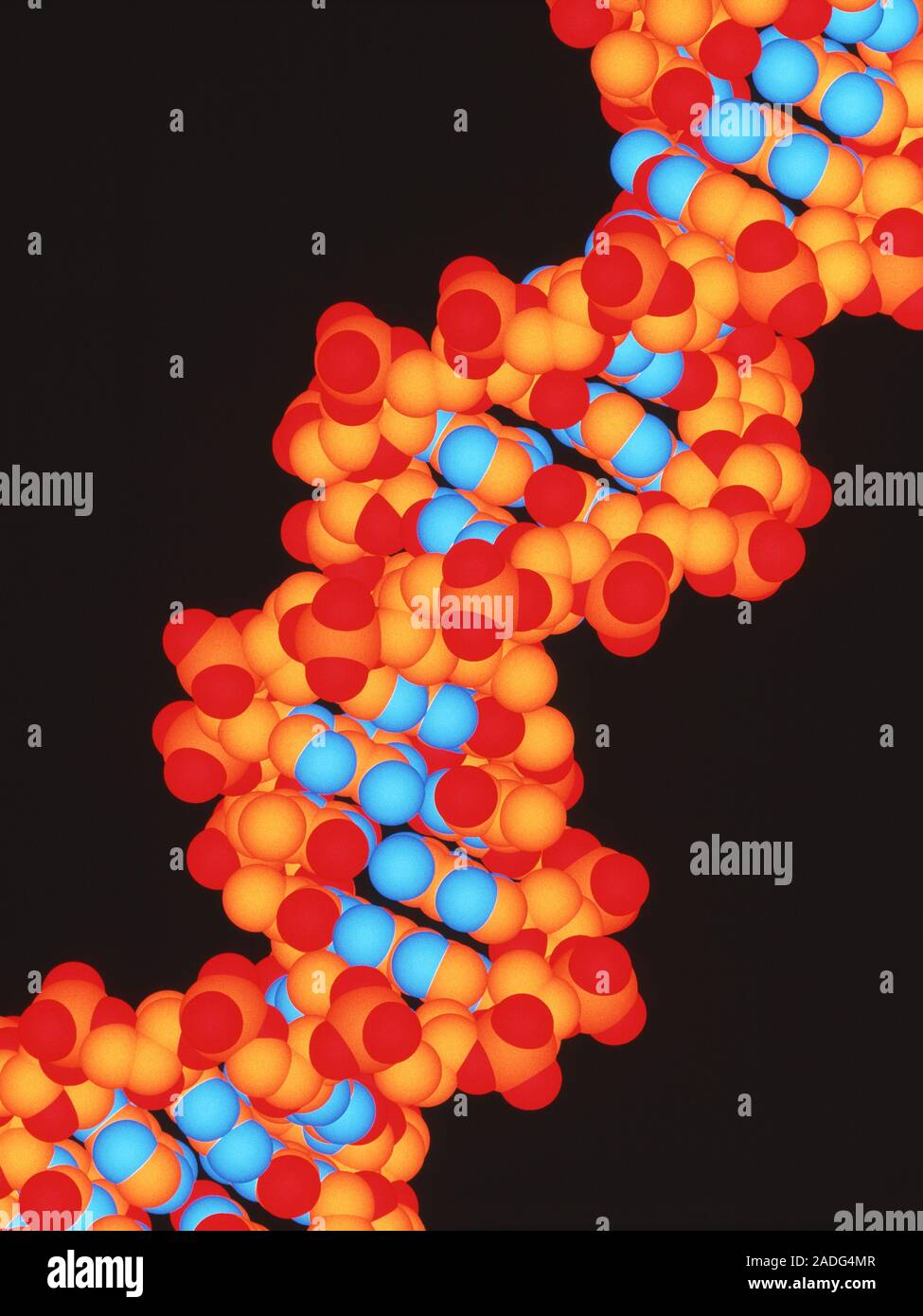 DNA molecule. Computer artwork of part of a strand of beta DNA ...