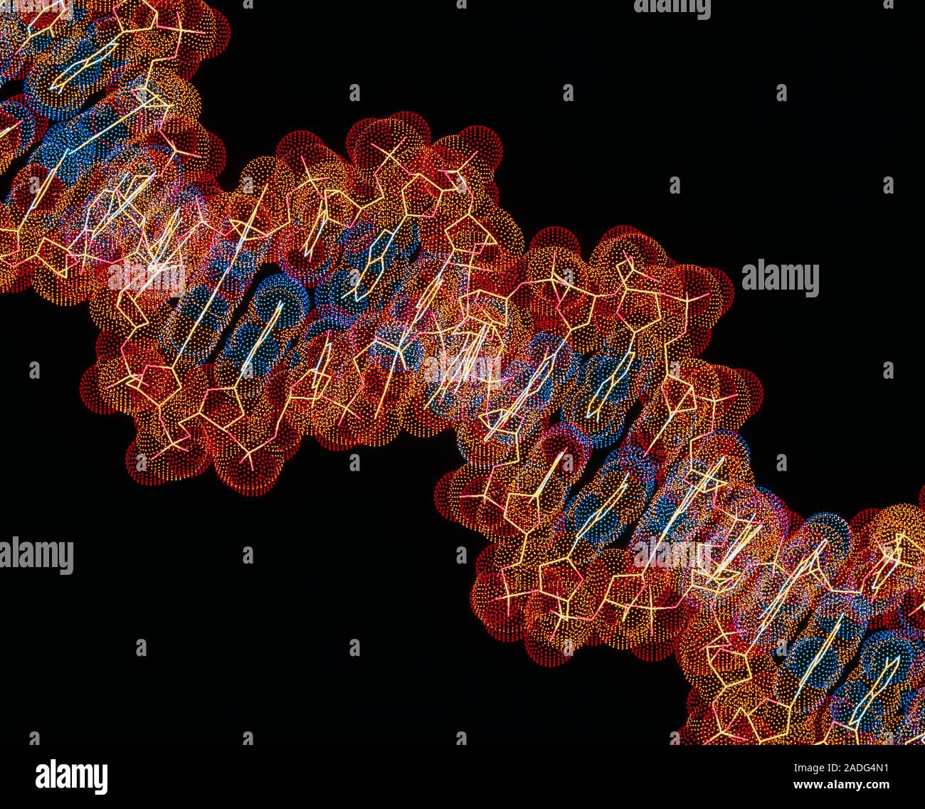 DNA molecule. Computer artwork of part of a strand of beta DNA ...
