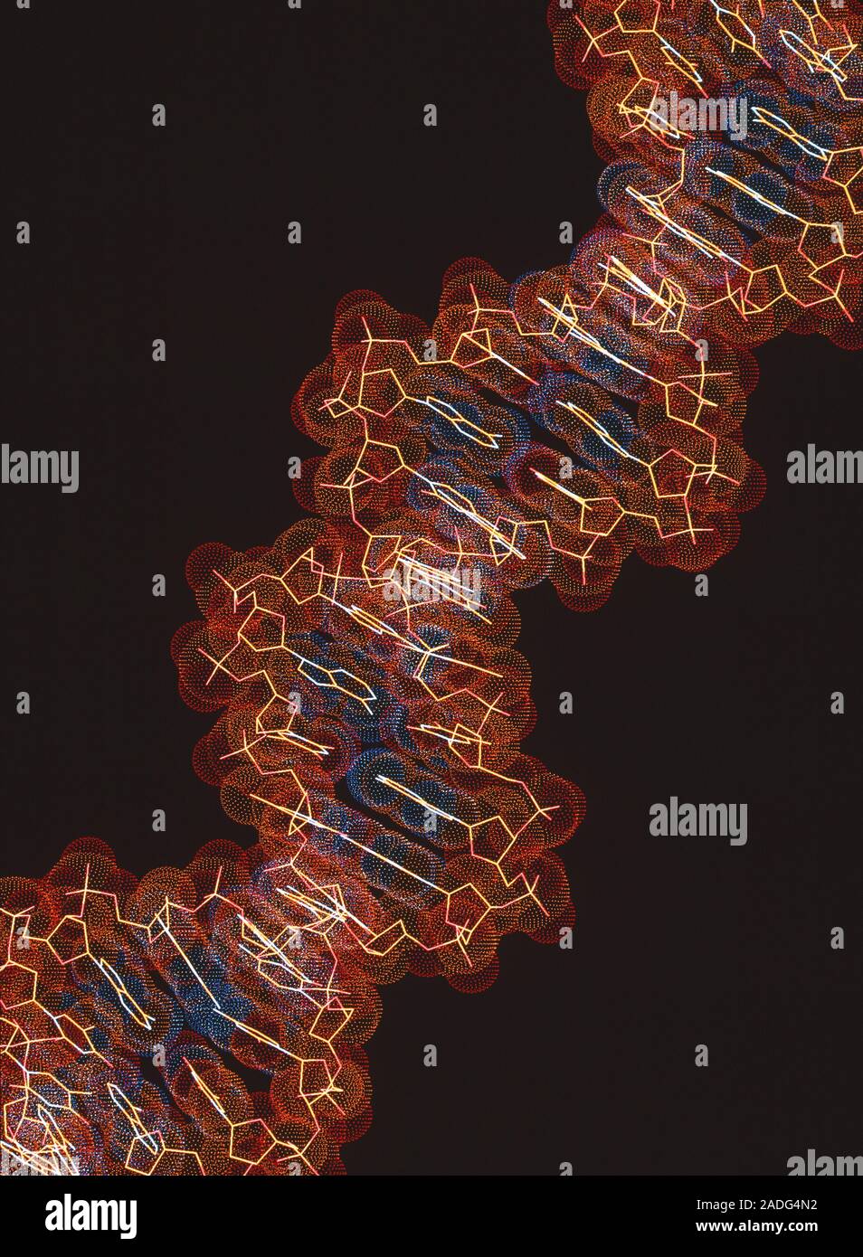 DNA molecule. Computer artwork of part of a strand of beta DNA ...