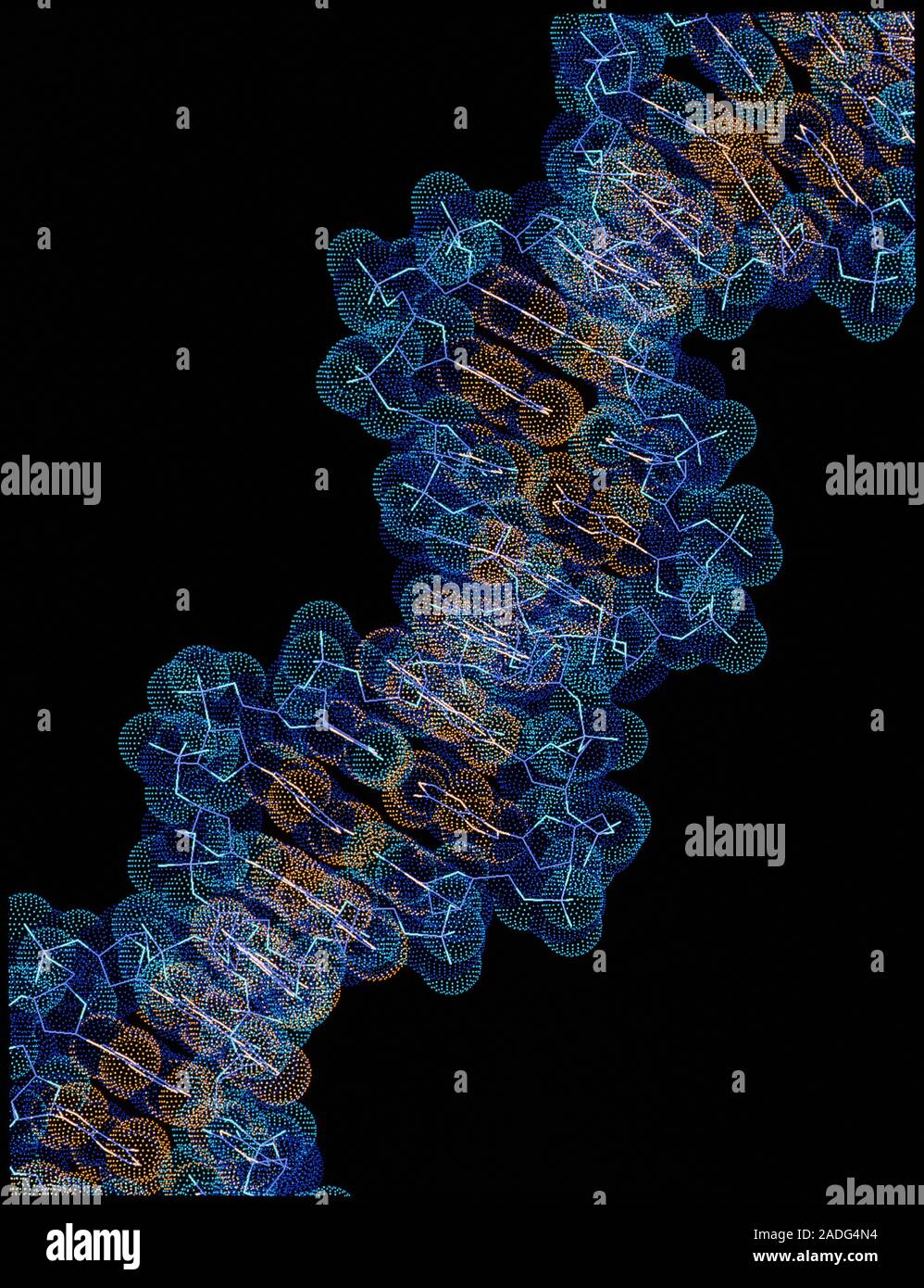 DNA molecule. Computer artwork of part of a strand of beta DNA ...