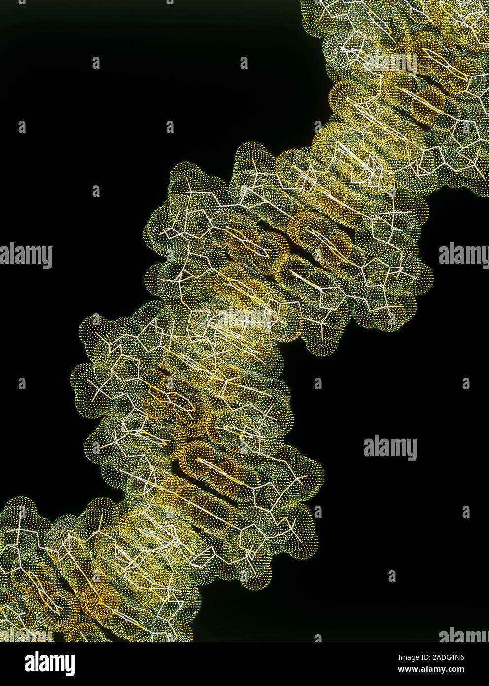 DNA molecule. Computer artwork of a strand of beta DNA ...