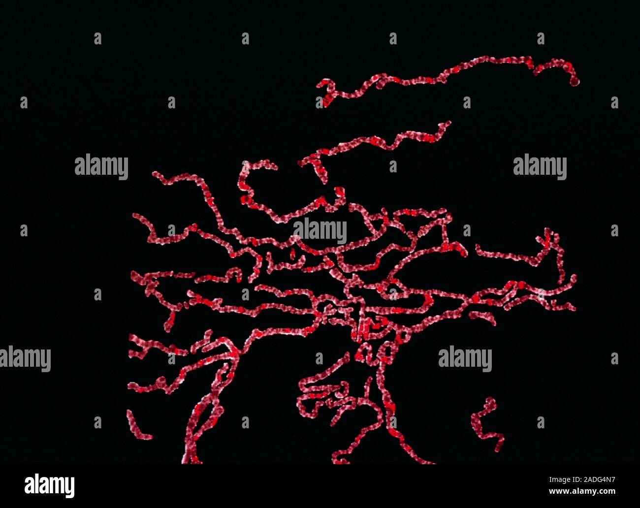 DNA. Coloured transmission electron micrograph (TEM) of human DNA ...