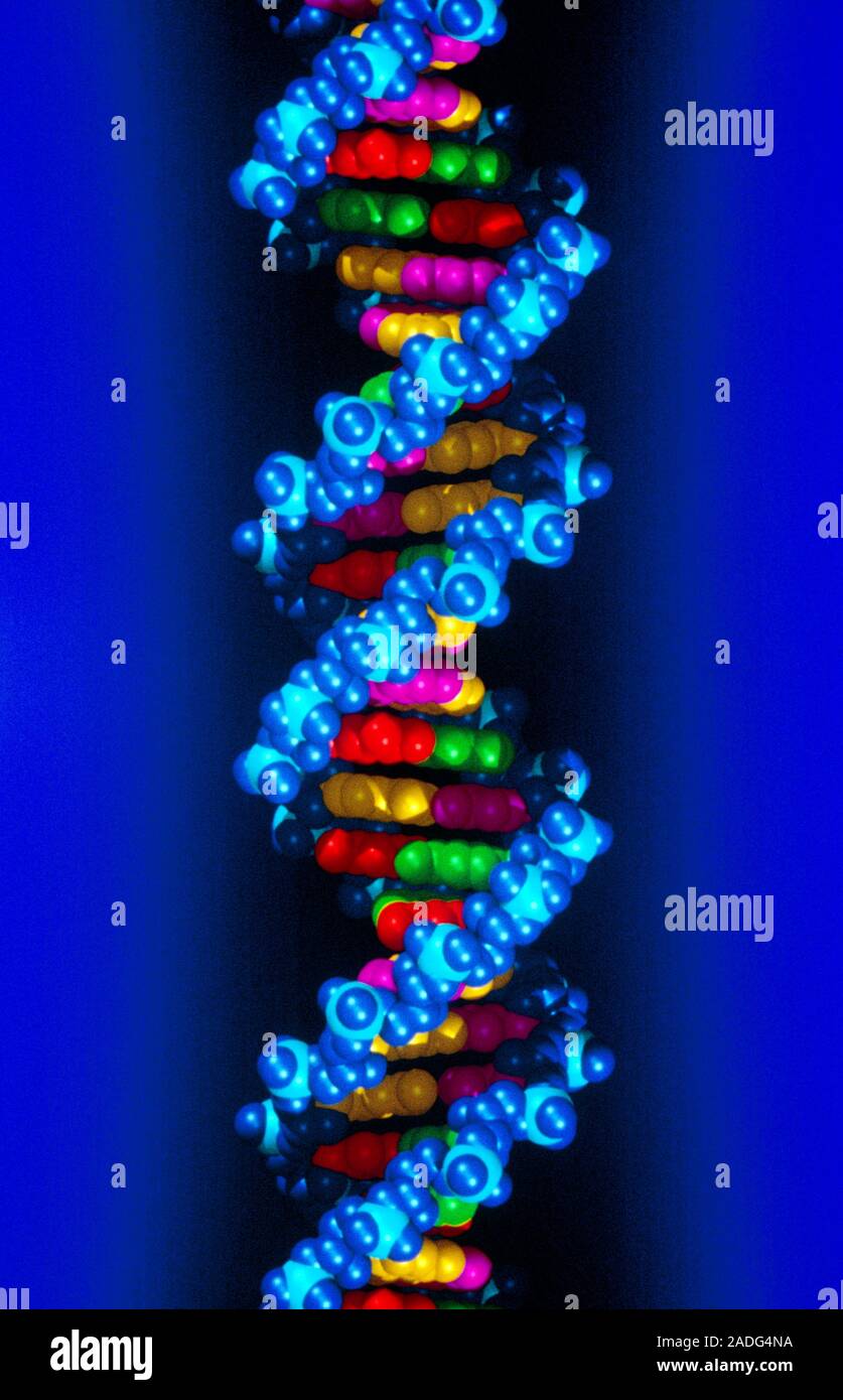 DNA. Molecular graphic of part of a molecule of beta DNA ...