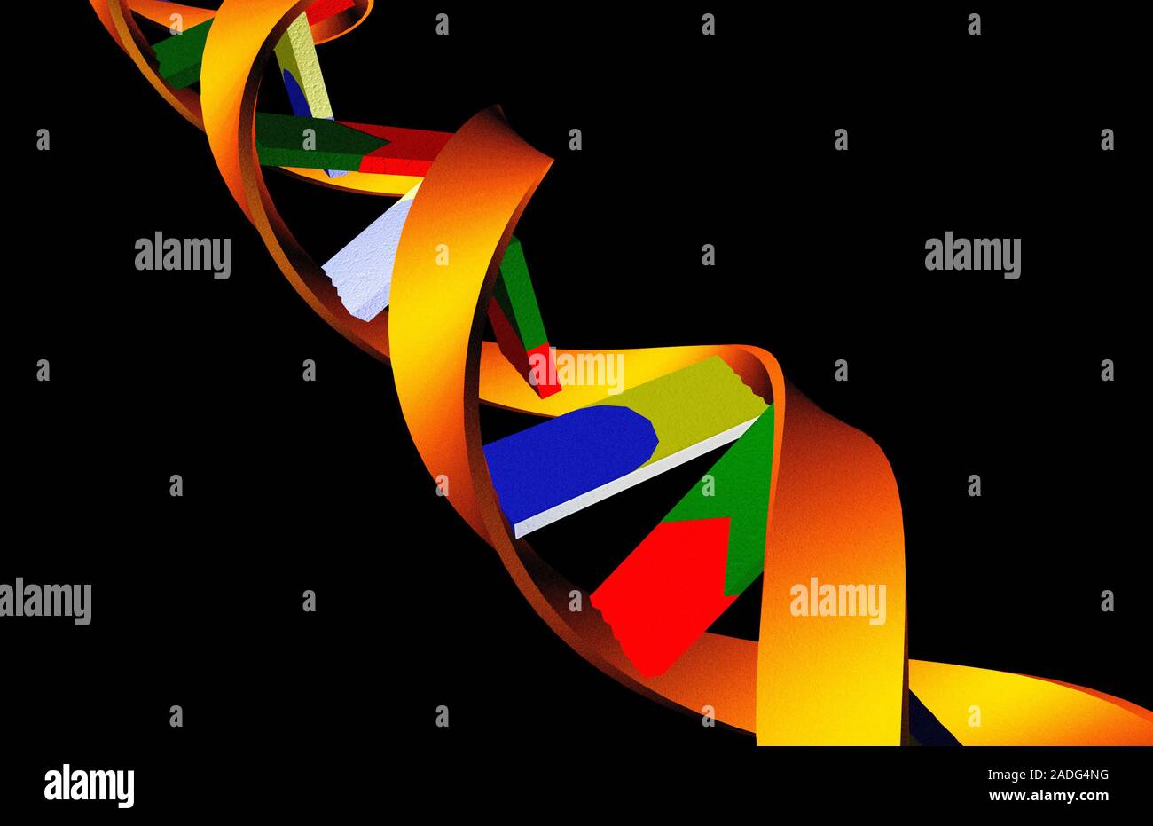 DNA. Computer illustration of part of a molecule of beta DNA ...