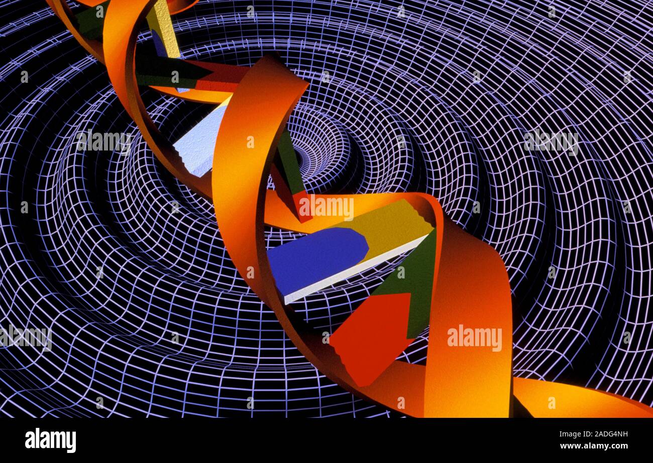 DNA. Computer illustration of part of a molecule of beta DNA ...