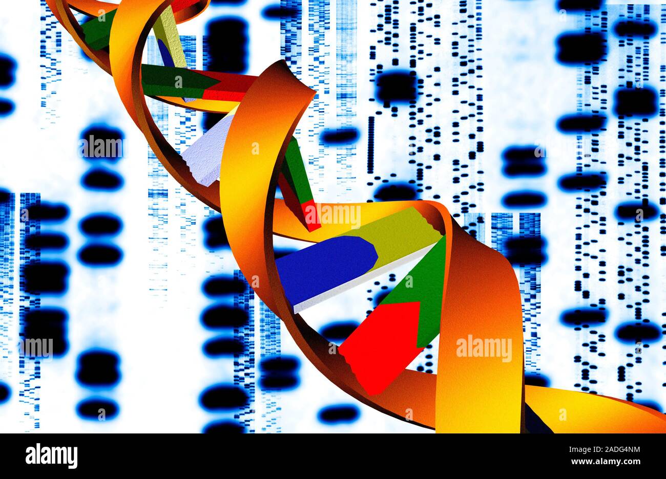 DNA. Computer illustration of part of a molecule of beta DNA ...