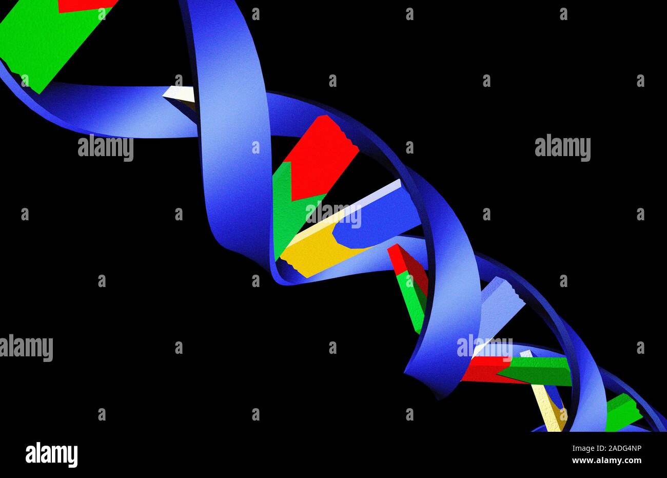 DNA. Computer artwork of part of a molecule of beta DNA ...