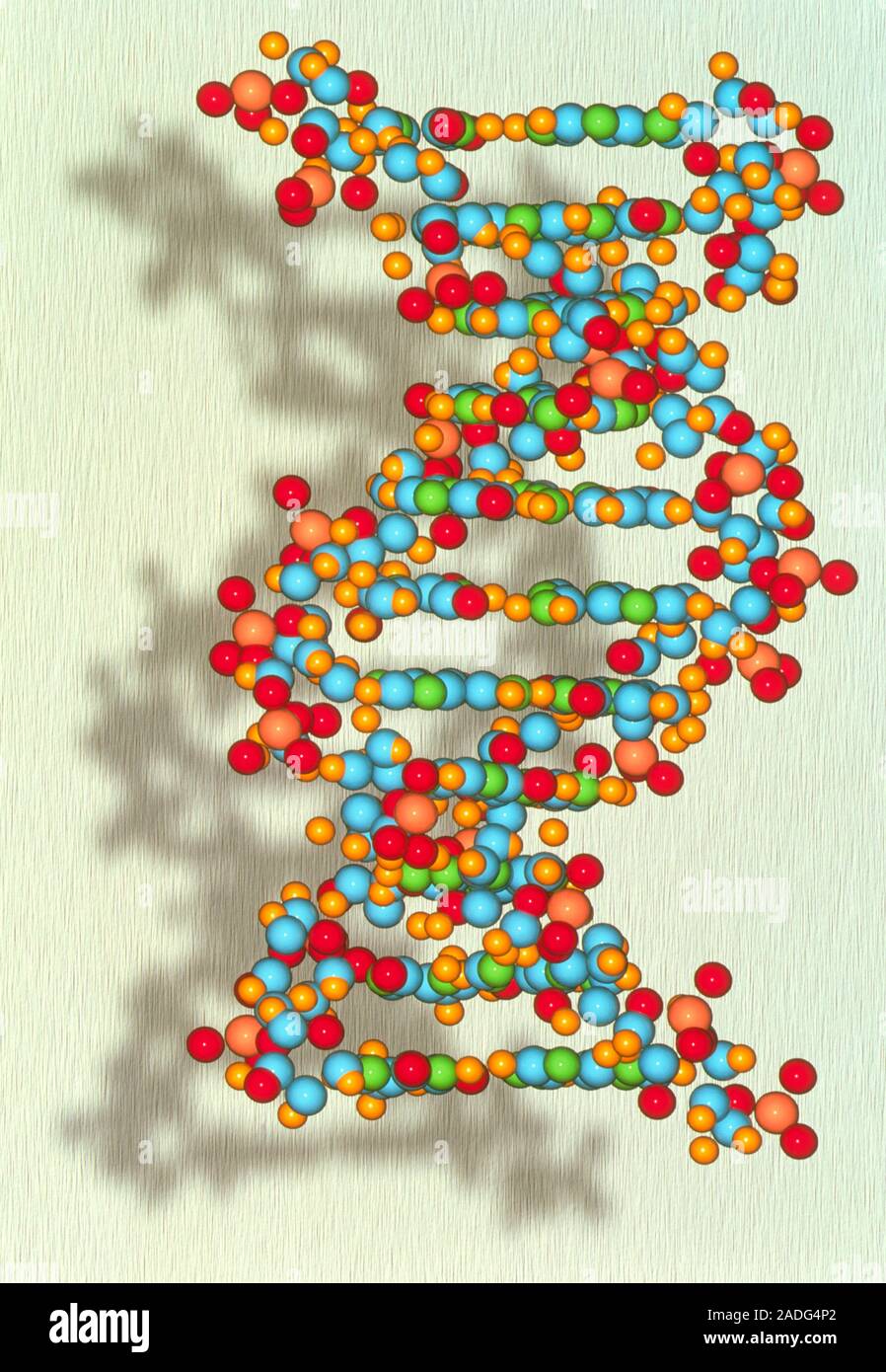 DNA molecule. Computer artwork of part of a strand of DNA ...