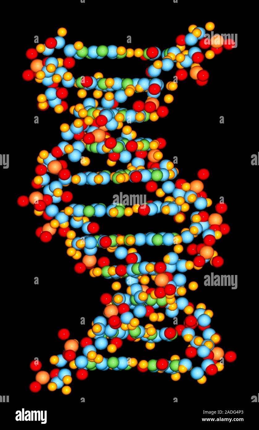 DNA molecule. Computer artwork of part of a strand of DNA ...