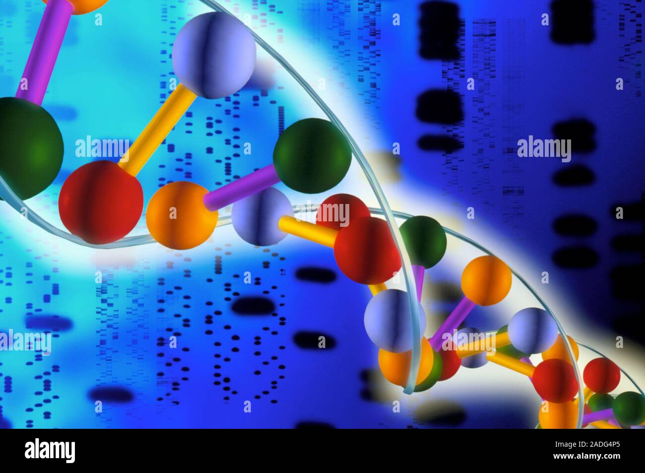 DNA. Computer illustration of part of a molecule of beta DNA ...