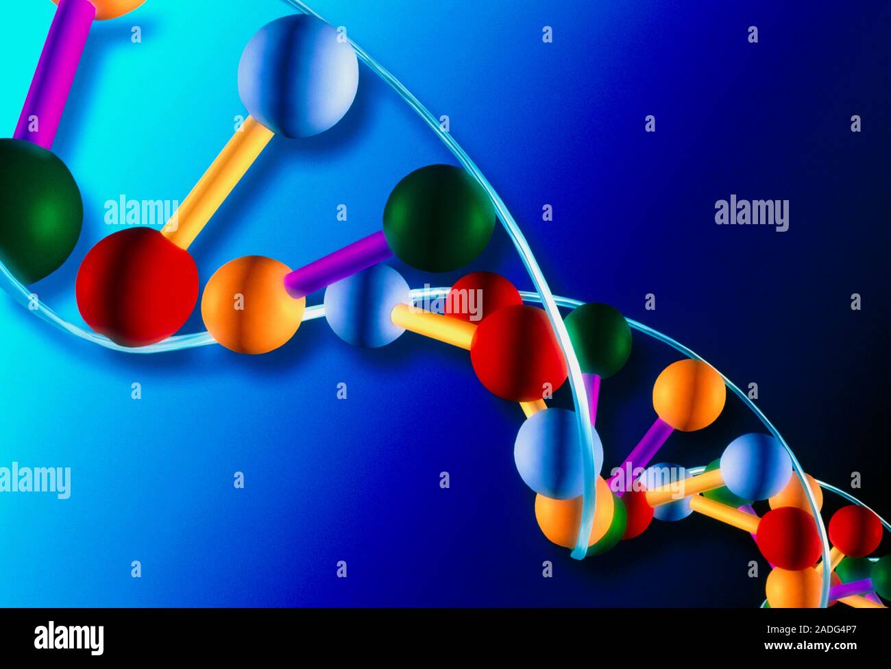 DNA. Computer illustration of part of a molecule of beta DNA ...