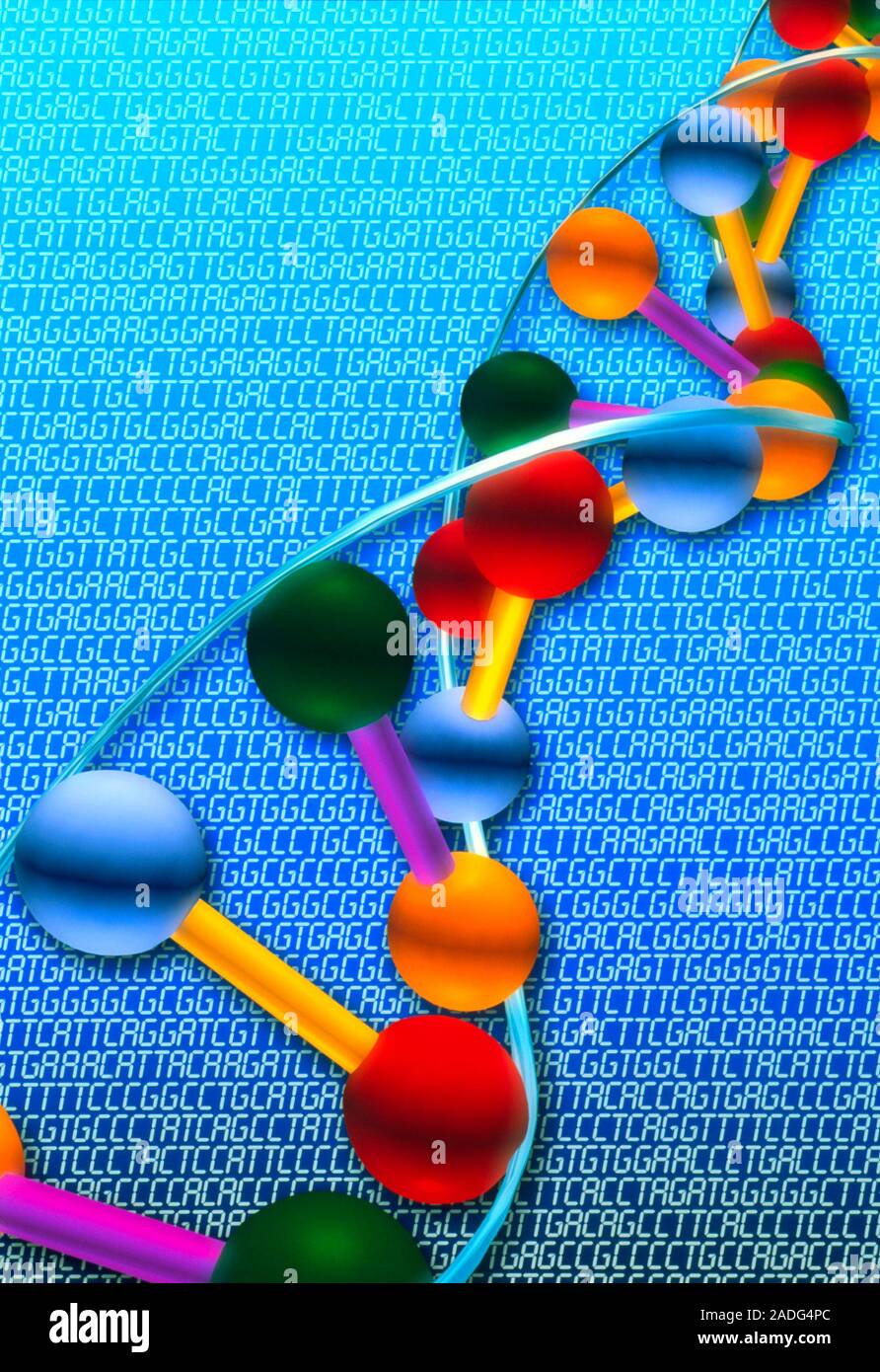 DNA. Computer illustration of part of a molecule of beta DNA ...