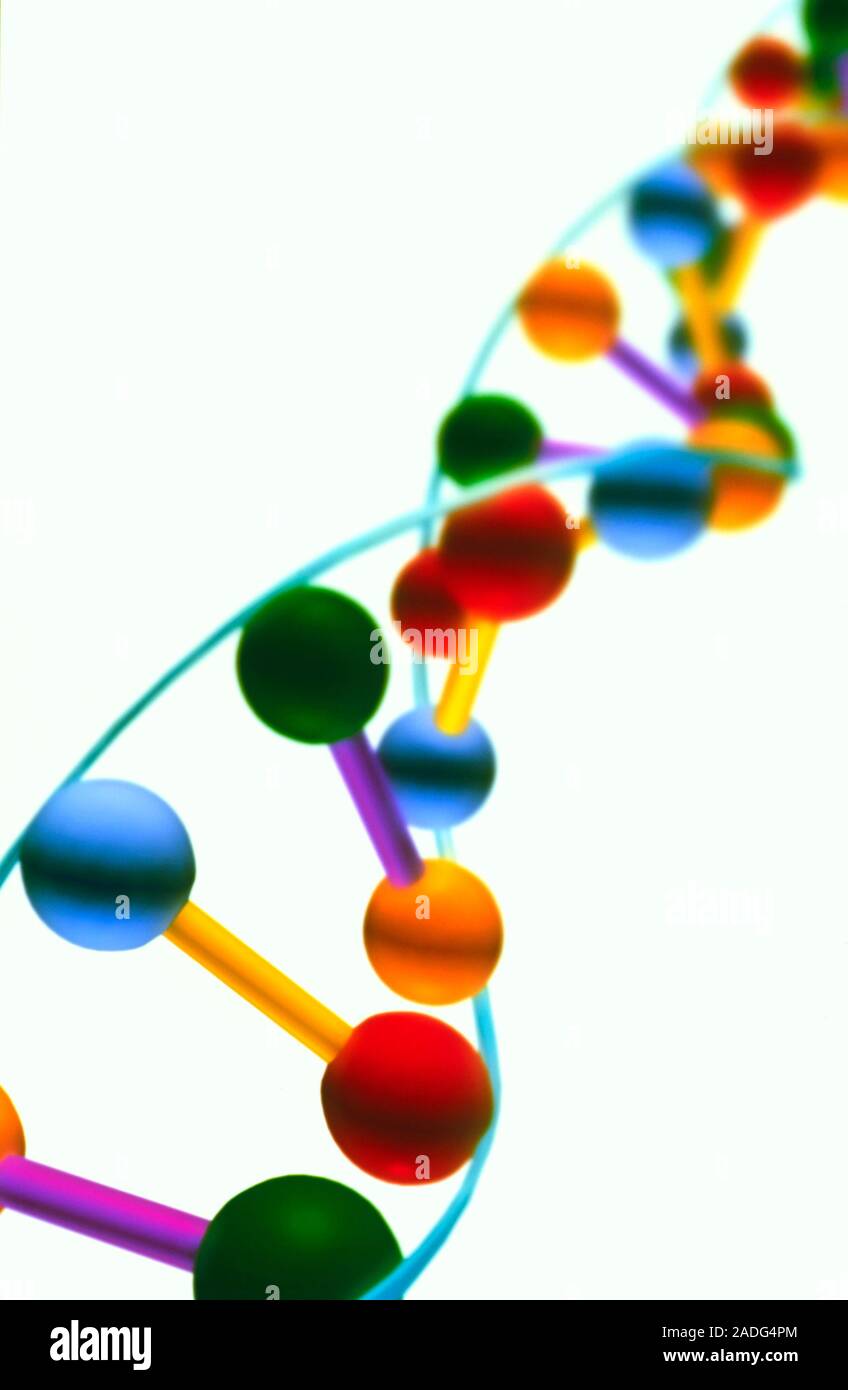 DNA. Computer artwork of part of a molecule of beta DNA ...
