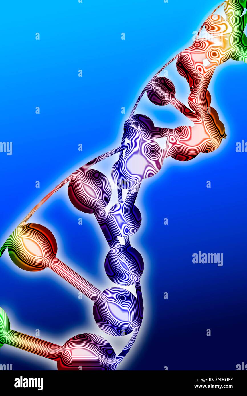 DNA. Computer artwork of a silhouette of part of a molecule of beta DNA ...