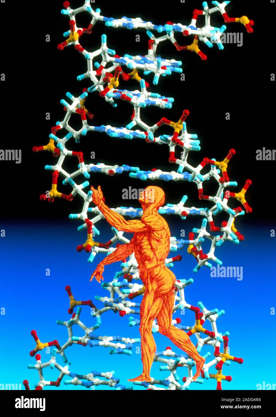DNA and the human body. Computer artwork of part of the molecule of DNA ...