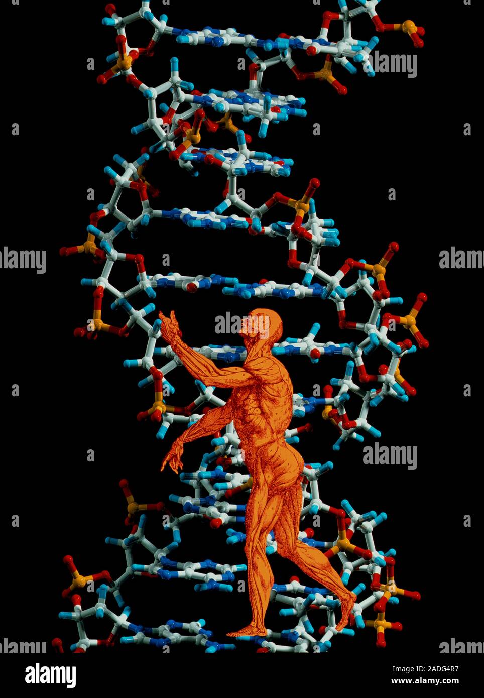 DNA and the human body. Computer artwork of part of the molecule of DNA ...
