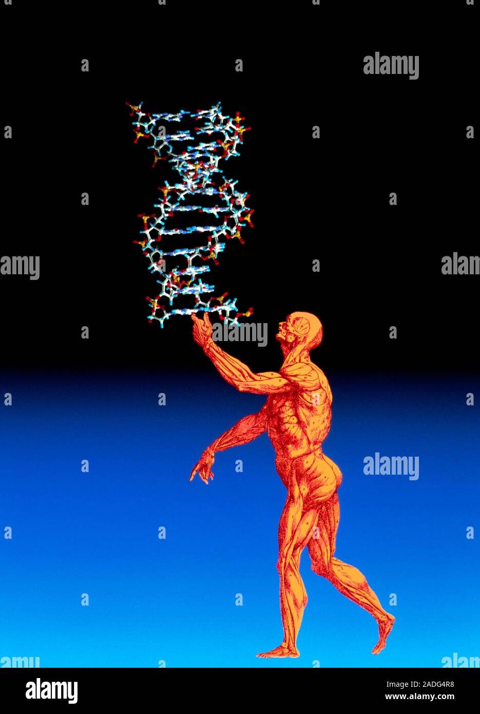 DNA and the human body. Computer artwork of part of the molecule of DNA ...