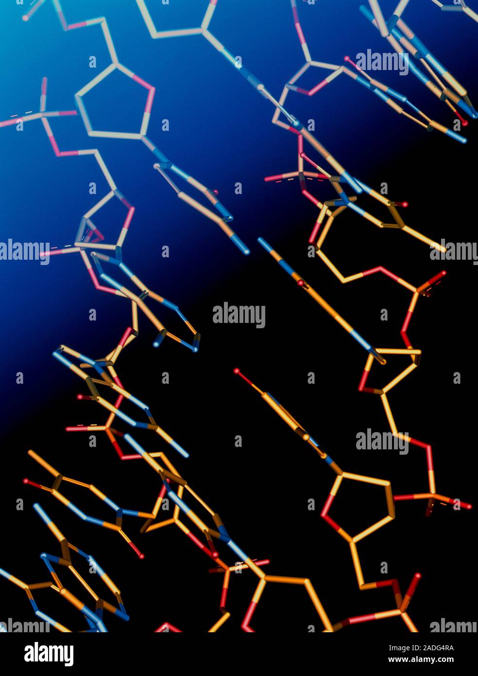 DNA molecule. Computer artwork of part of a strand of DNA ...