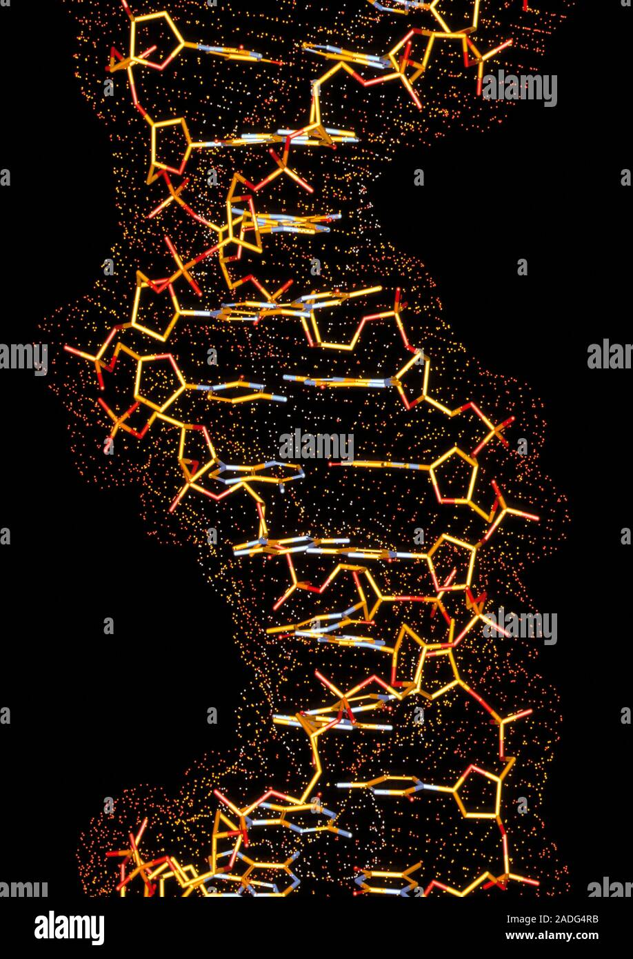 DNA molecule. Computer artwork of part of a strand of DNA ...