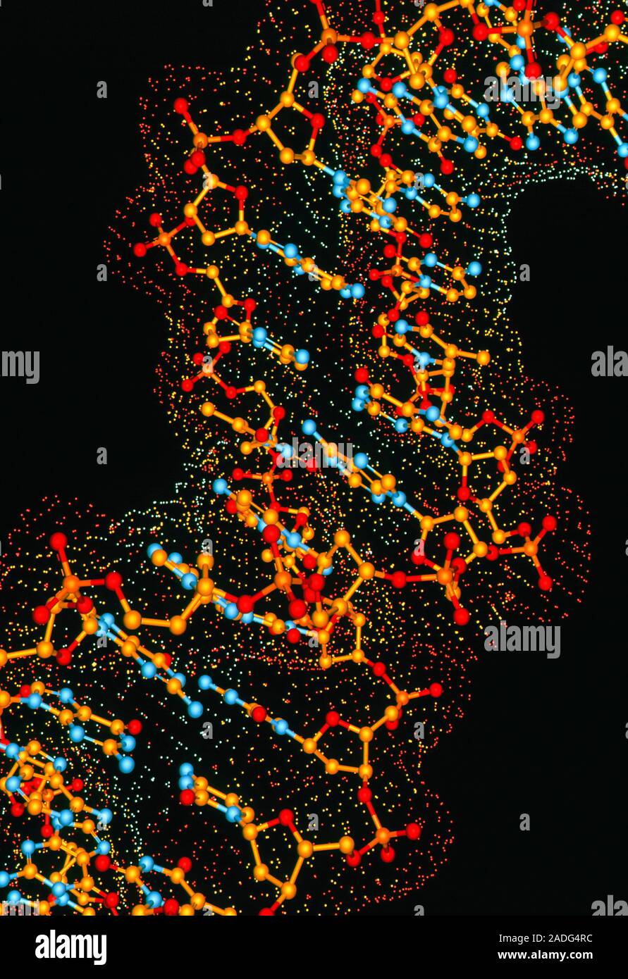 DNA molecule. Computer artwork of part of a strand of DNA (deoxyribonucleic acid). Atoms are ...