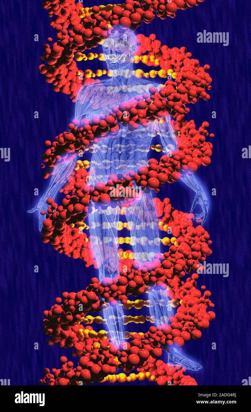 DNA. Computer artwork of a DNA molecule wrapped around a human figure ...