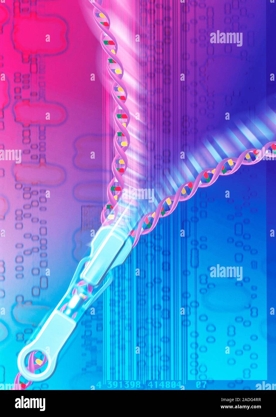 DNA replication. Conceptual computer artwork representing DNA ...