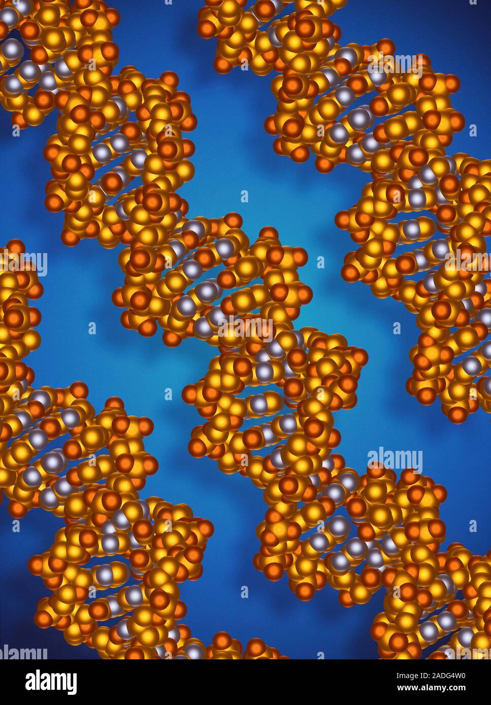 DNA molecules. Computer artwork of the molecular structure of DNA ...