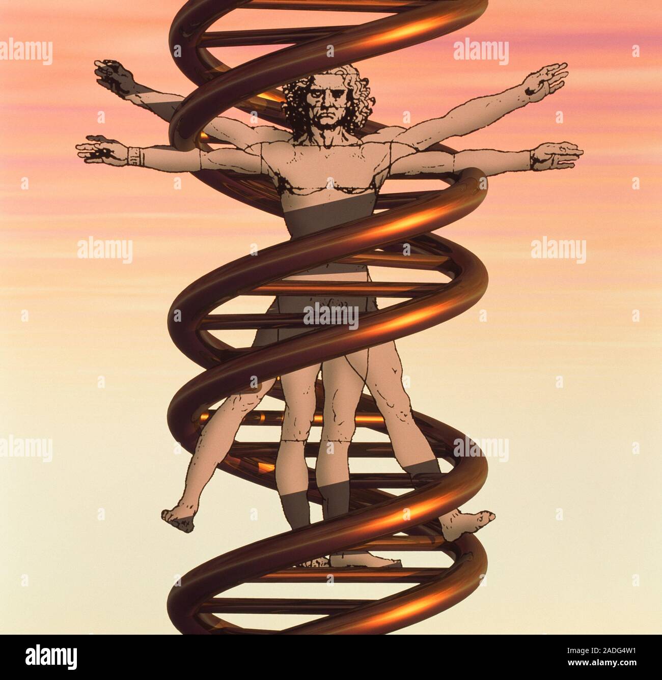 DNA and human body. Conceptual computer artwork of a man wrapped in a ...