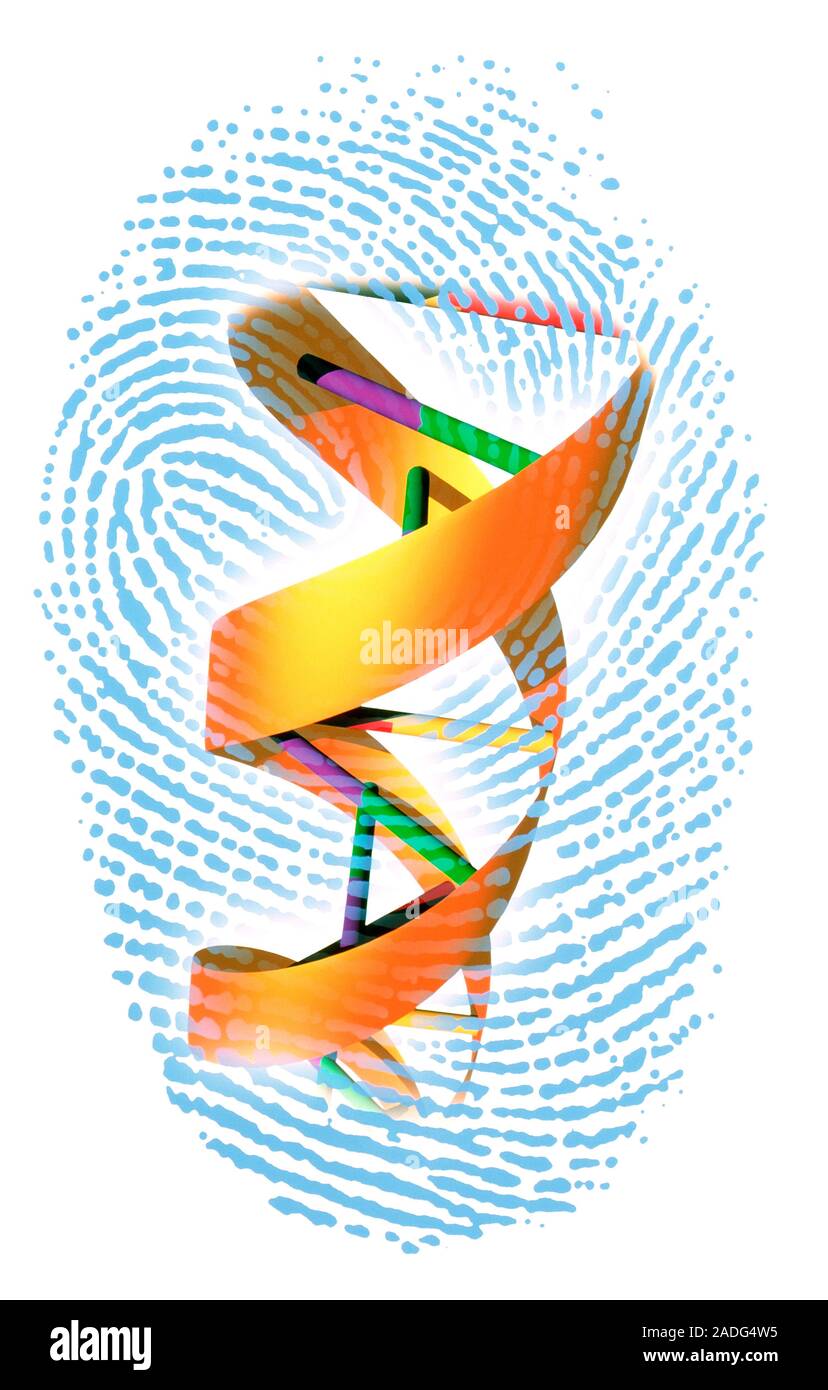 DNA fingerprint. Conceptual computer artwork of a DNA(deoxyribonucleic ...