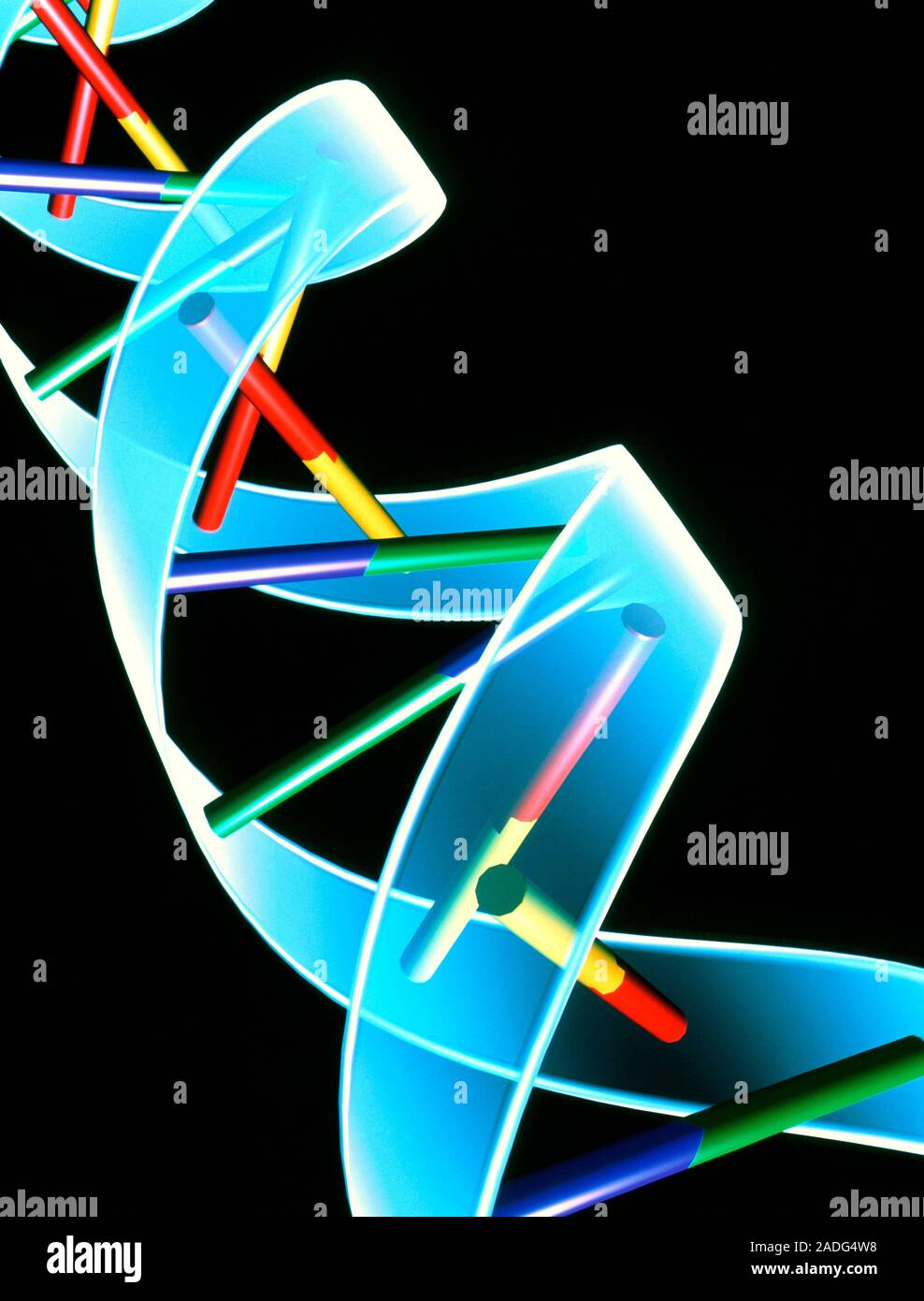 DNA. Computer artwork of a DNA (deoxyribonucleic acid) double helix ...