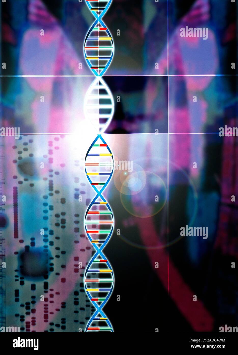 DNA. Computer artwork of a DNA (deoxyribonucleic acid) double helix ...