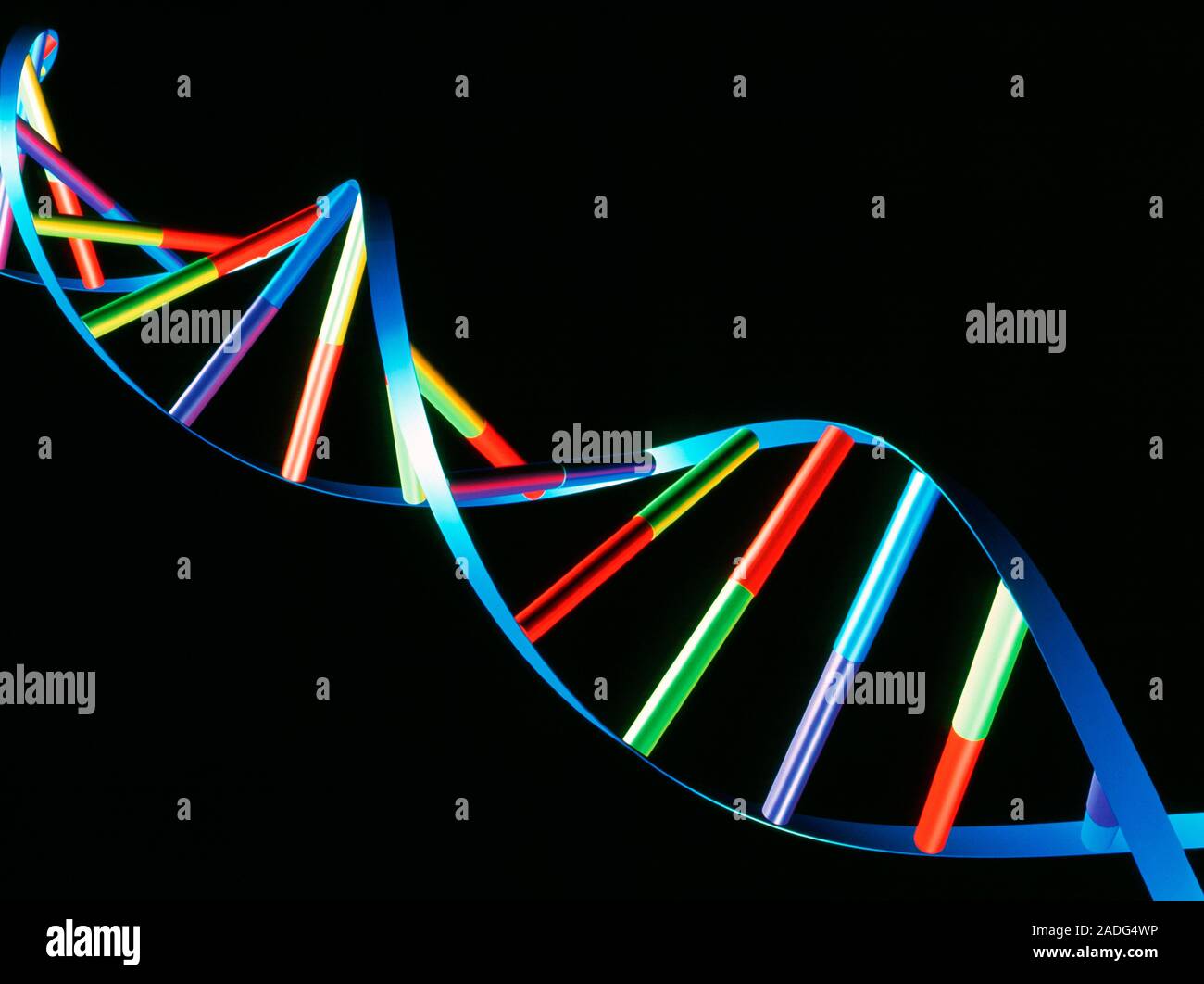 DNA. Computer artwork of a DNA (deoxyribonucleic acid) double helix ...