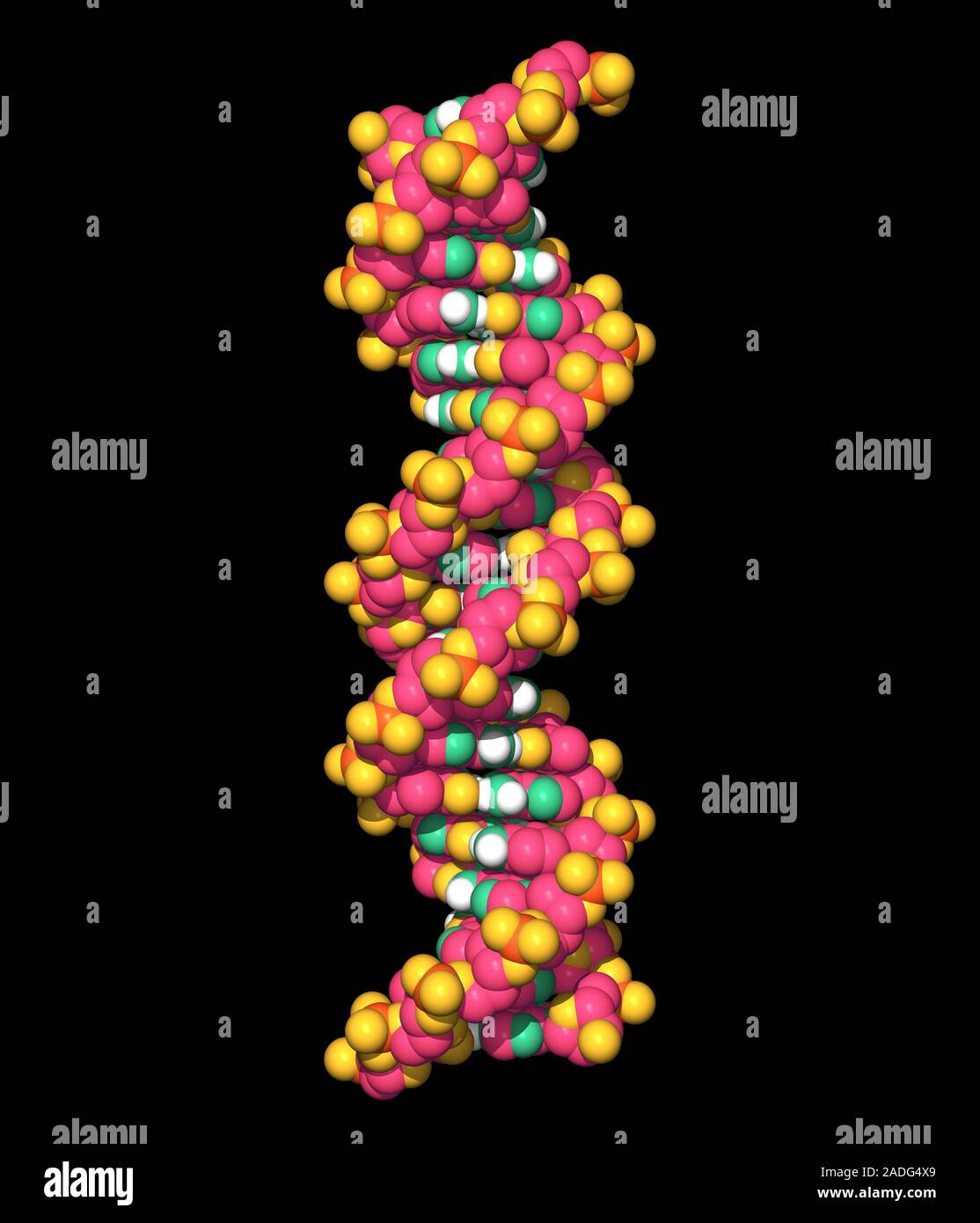 DNA. Computer model of part of a molecule of DNA (deoxyribonucleic acid ...